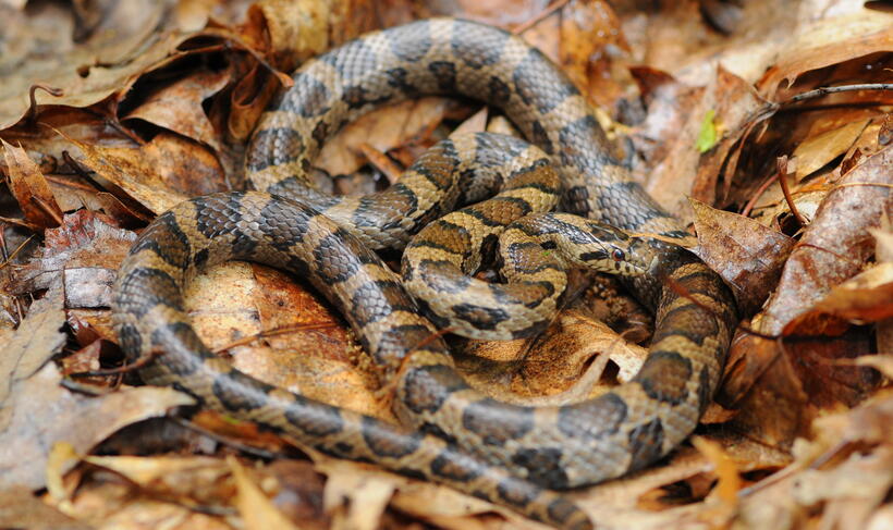 Snakes are preparing for winter | Mass.gov